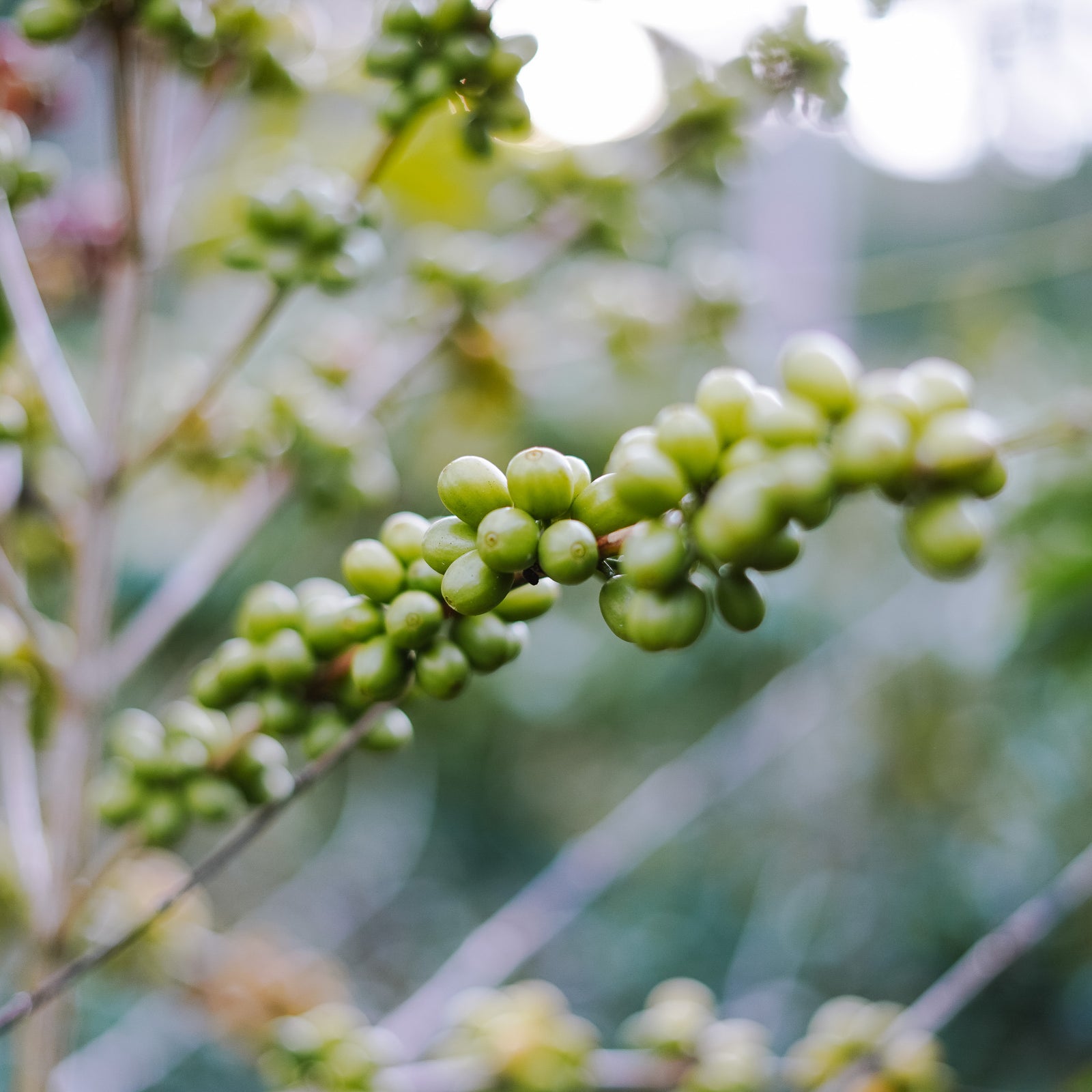 The Best Coffee in Canada! – Monogram Coffee