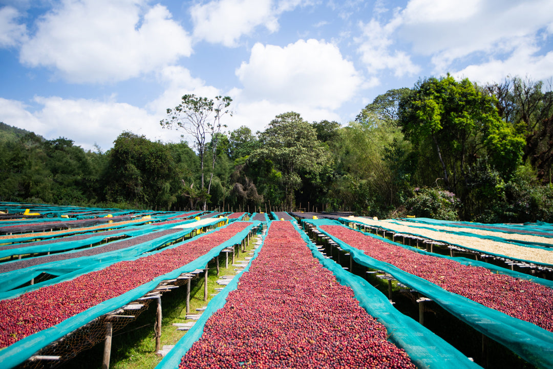 Alo Coffee Espresso – Monogram Coffee